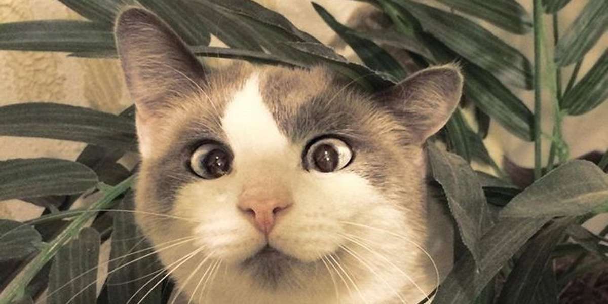 Cats With Googly Eyes Are Real, And They're Beautiful - The Dodo