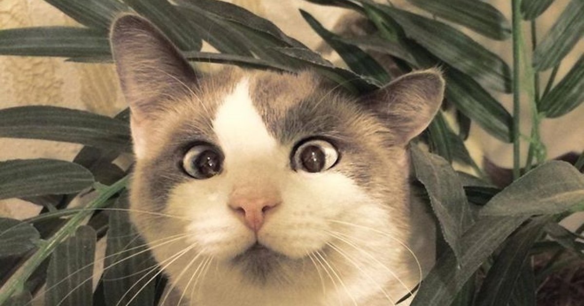 Cats With Googly Eyes Are Real, And They're Beautiful - The Dodo