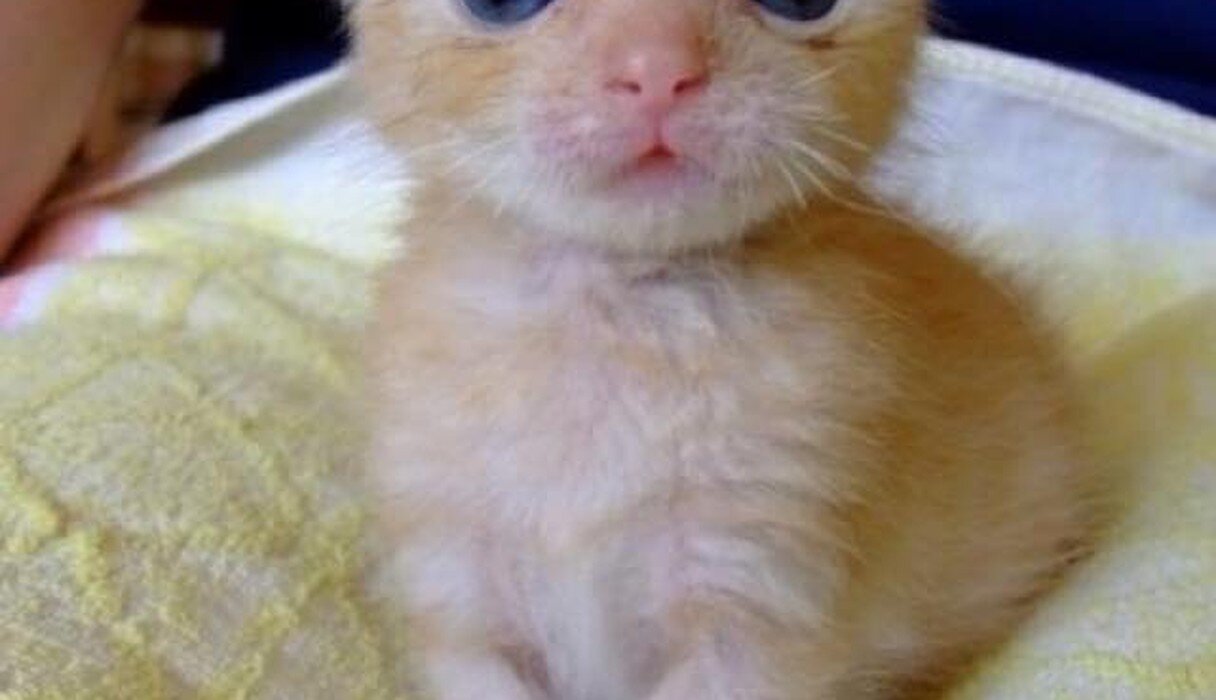 Cats With Googly Eyes Are Real, And They're Beautiful - The Dodo