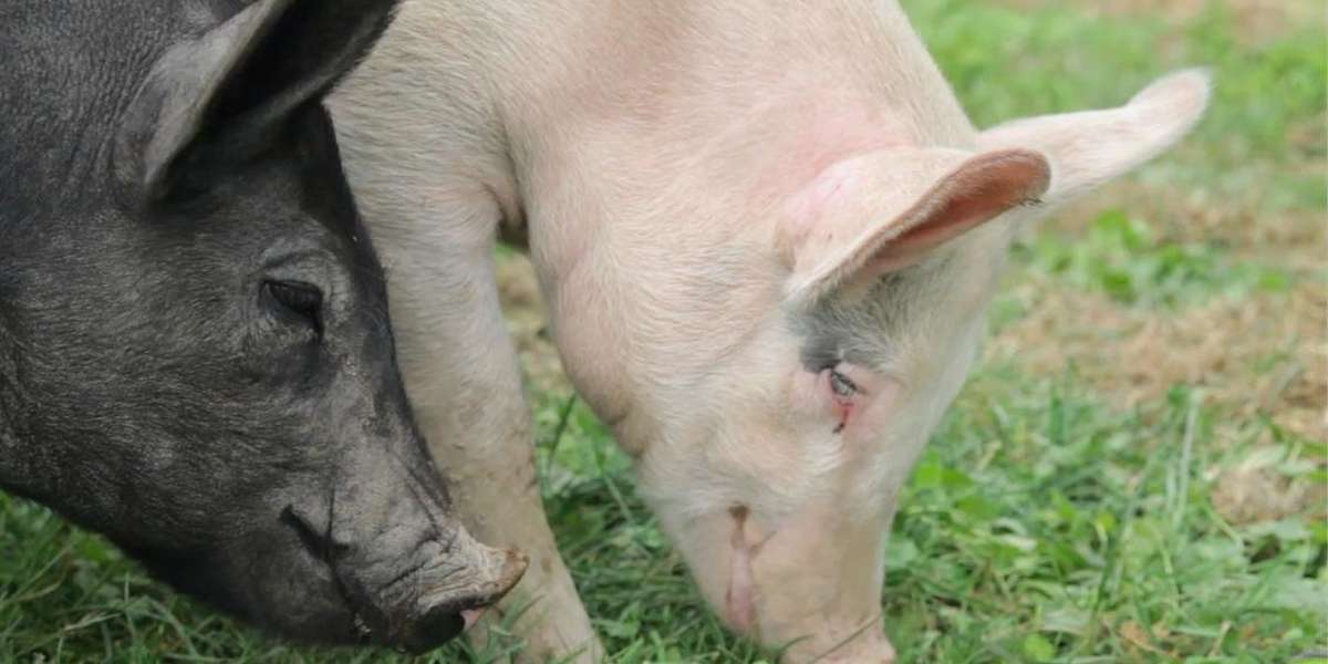 These Sanctuary Pigs Take Their Fun Underwater - The Dodo