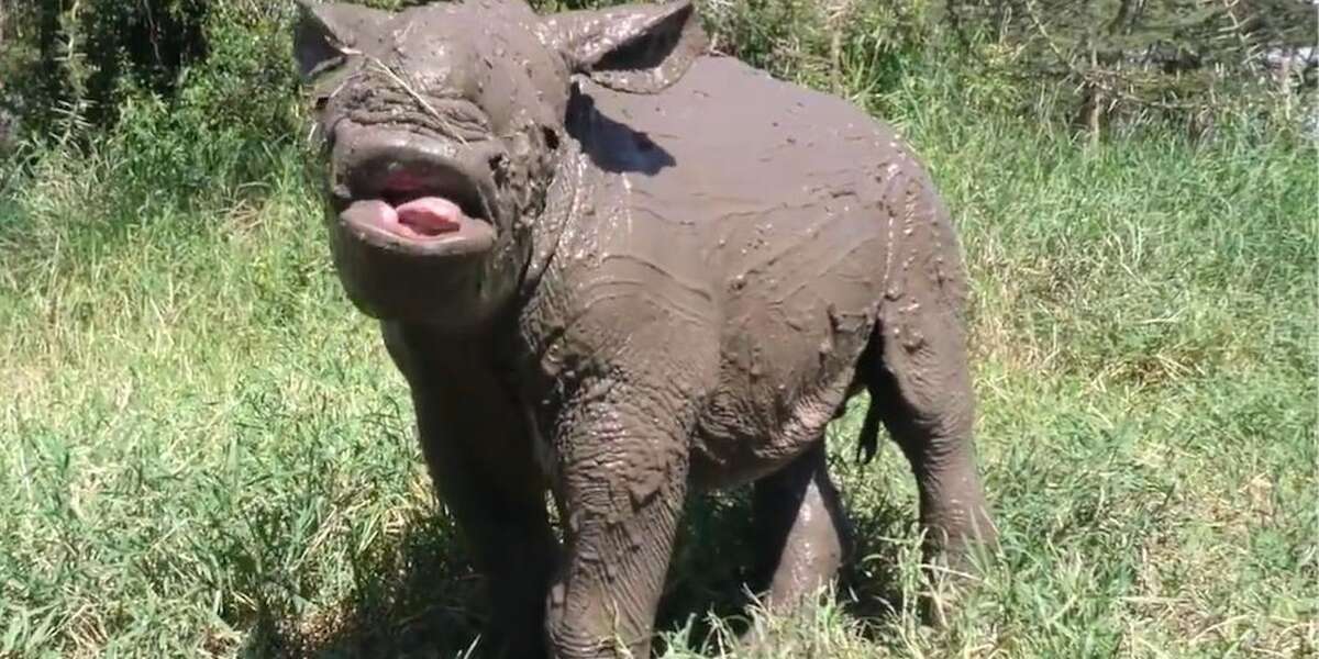 Remembering Ringo, The World's Cutest Little Rhino - The Dodo