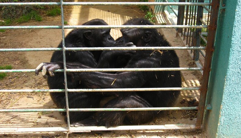 Caged Chimp Couple Pays The Ultimate Price For Trying To Be Free - The Dodo