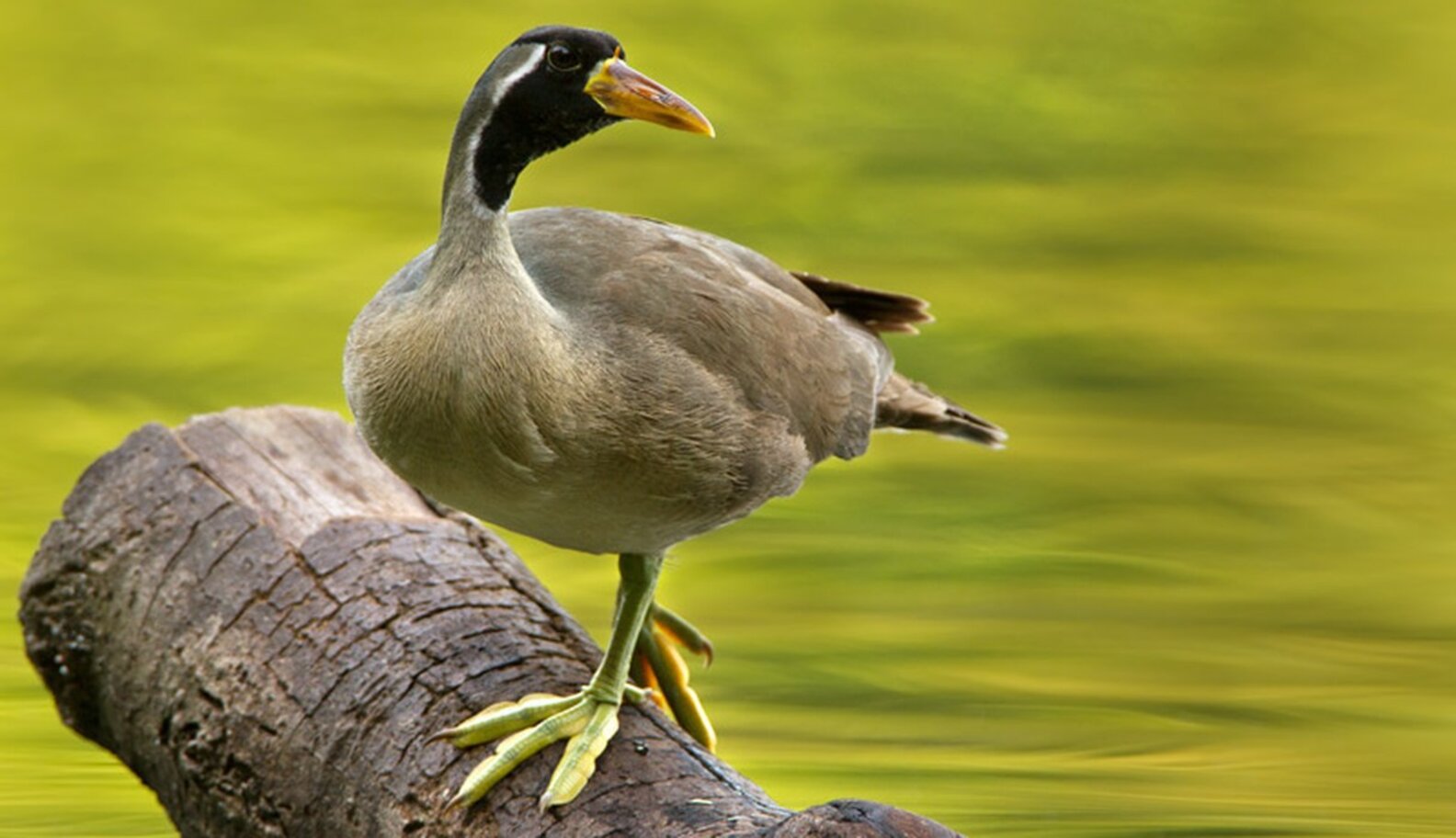 Following the trail of the masked finfoot - The Dodo