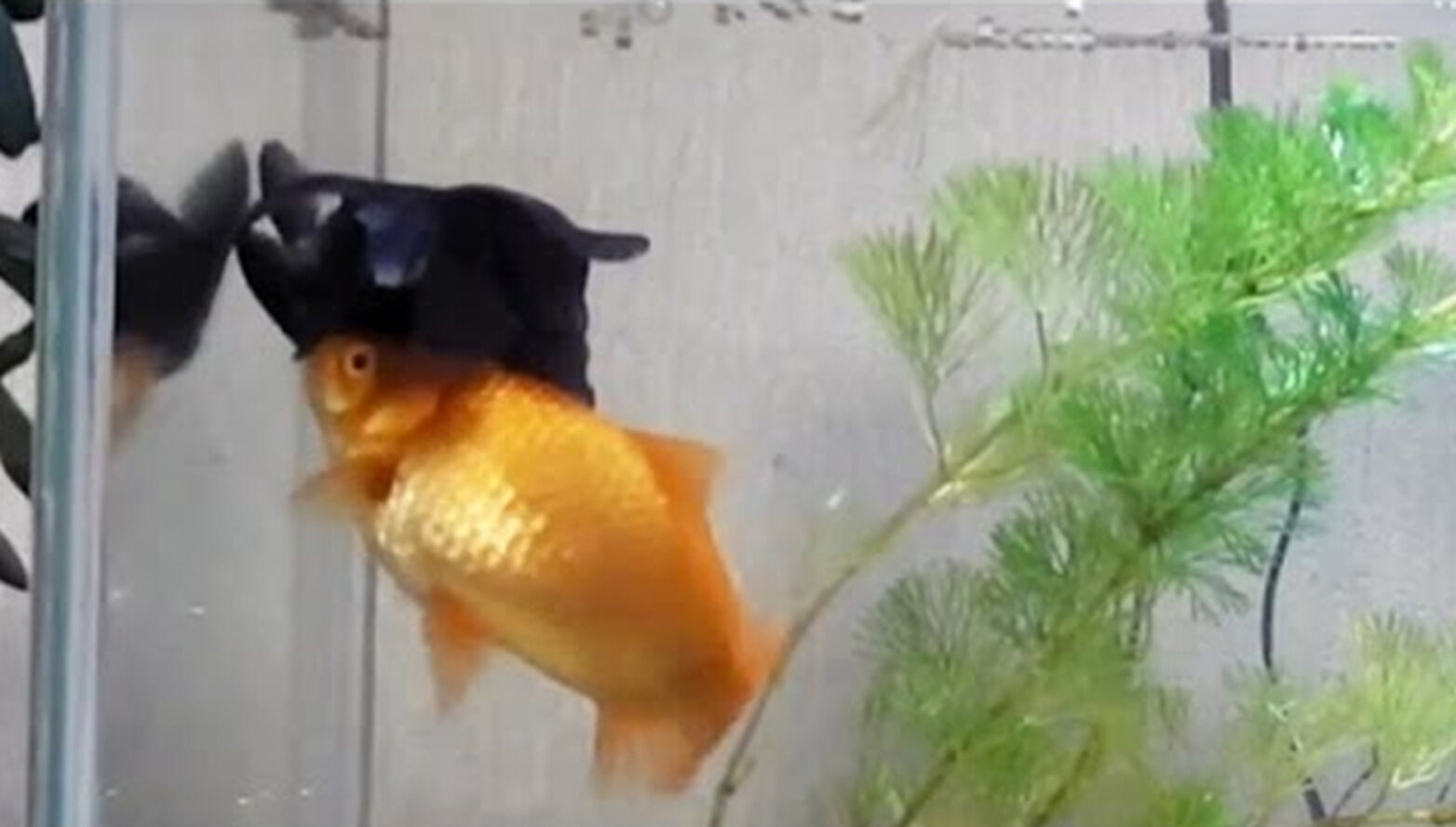 Goldfish Helps Her Friend Stay Alive When He's Too Sick To Swim - The Dodo