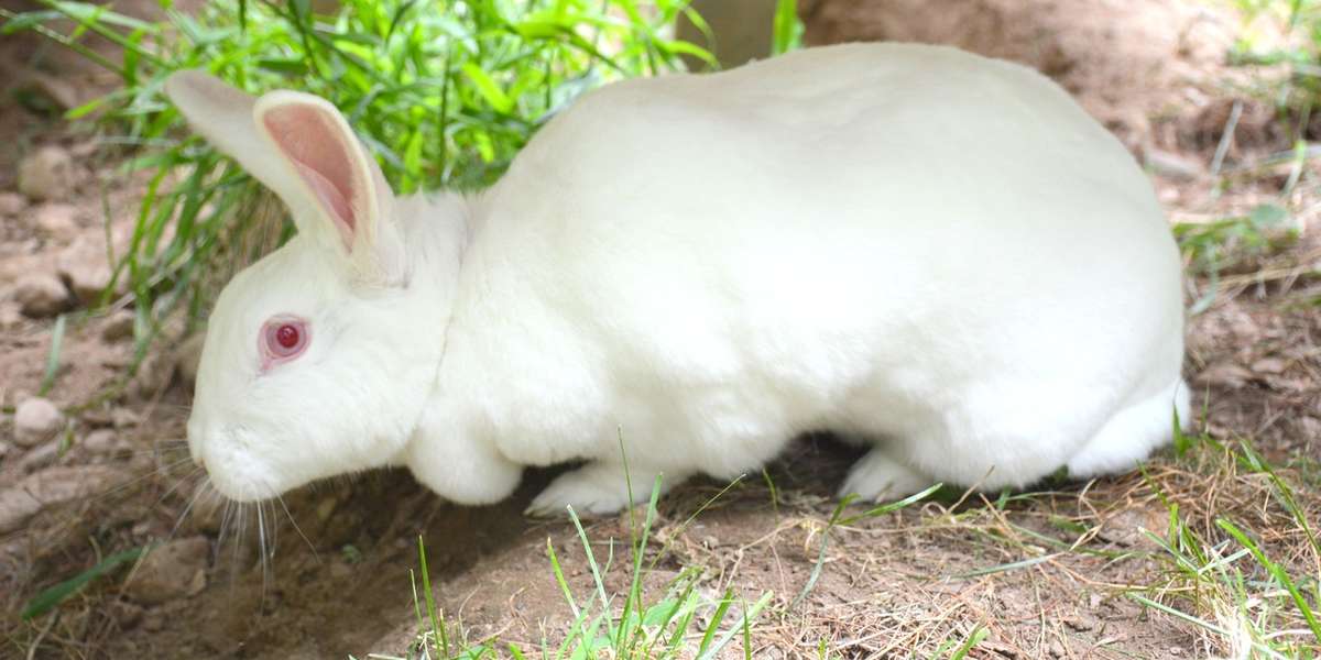 Bunny Destined For Slaughter Hops Through Grass For First Time - The Dodo