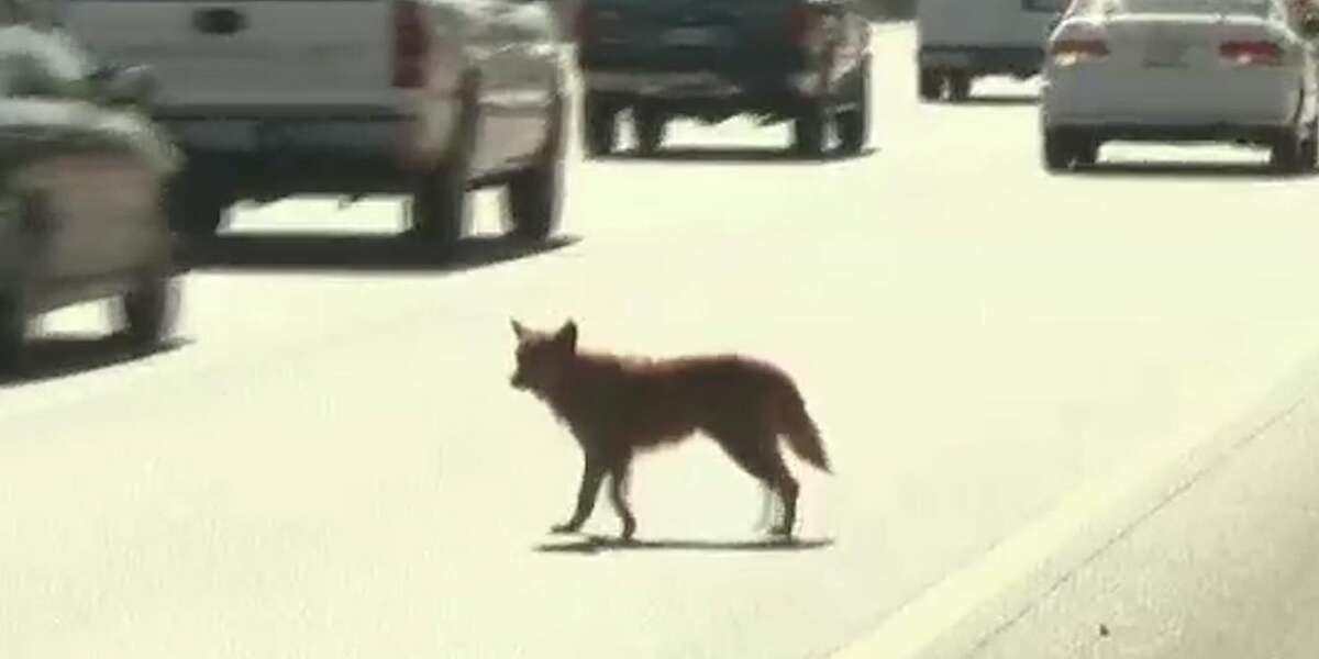 Woman Dodges Traffic To Save Dog Trapped On Highway - The Dodo