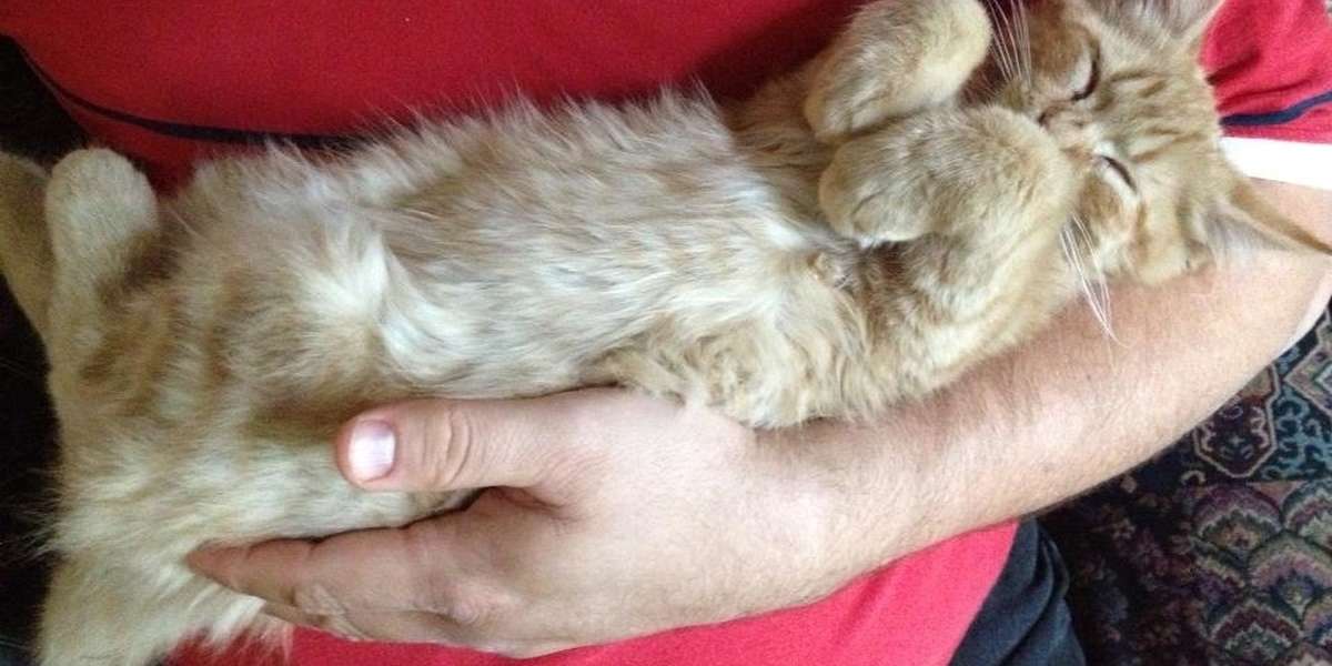 Entangled Empathy: How To Improve Human-Animal Relationships - The Dodo