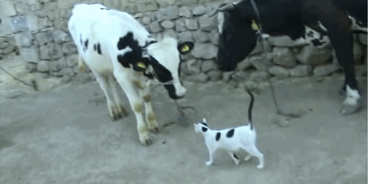 5 Cows And Cats Whose Love Knows No Bounds - The Dodo