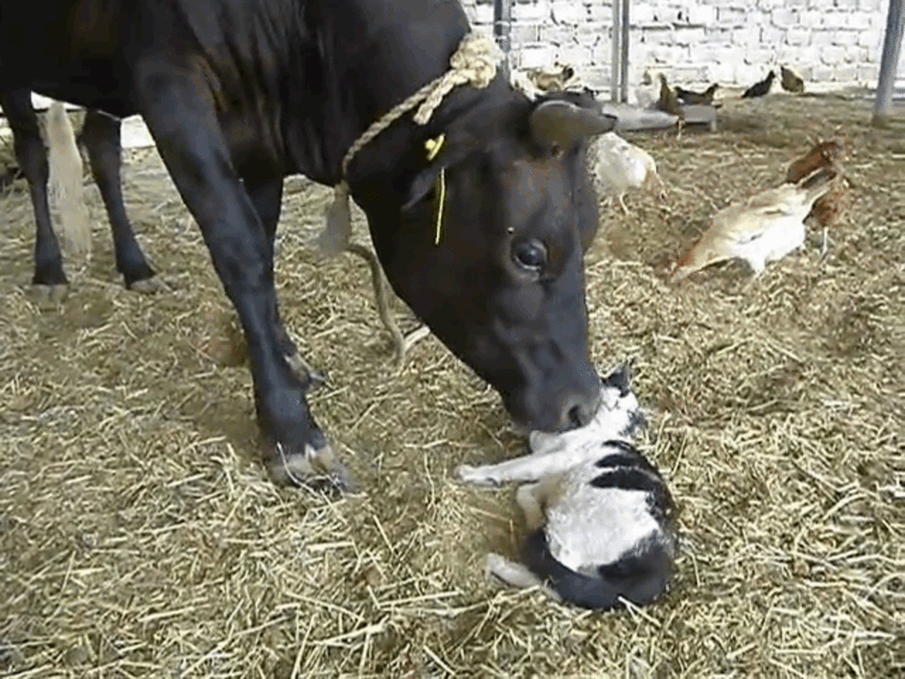5 Cows And Cats Whose Love Knows No Bounds - The Dodo