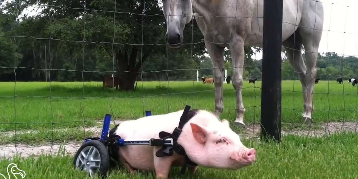 WATCH: Animals With New Legs - The Dodo