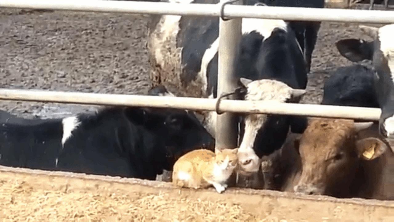5 Cows And Cats Whose Love Knows No Bounds - The Dodo