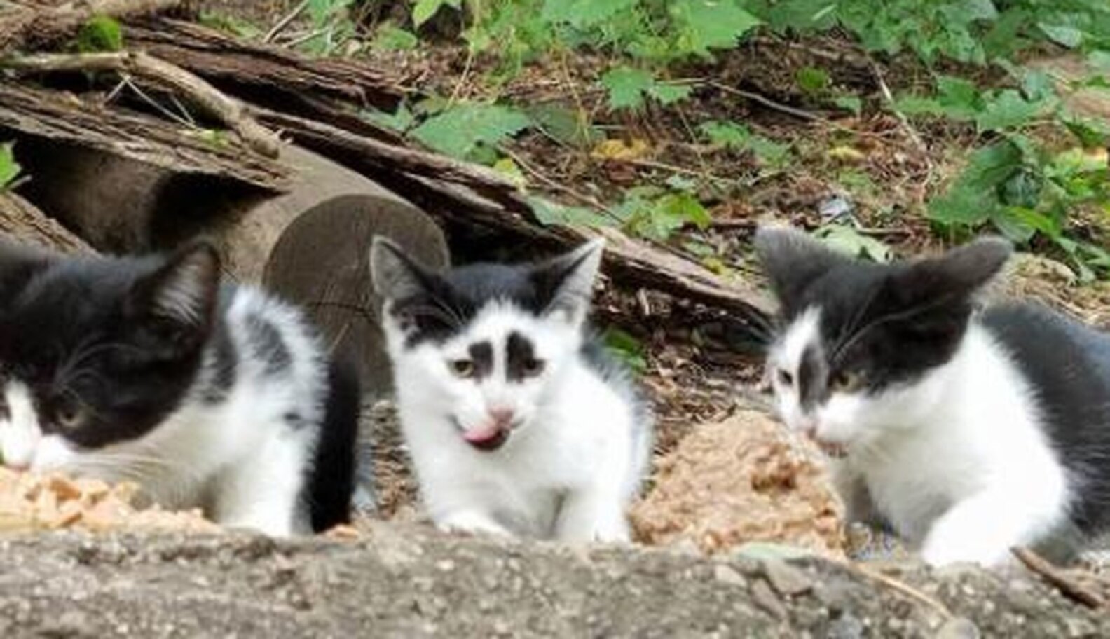 Woman Will Keep Catching Stray Cats In This NYC Park Until They All ...