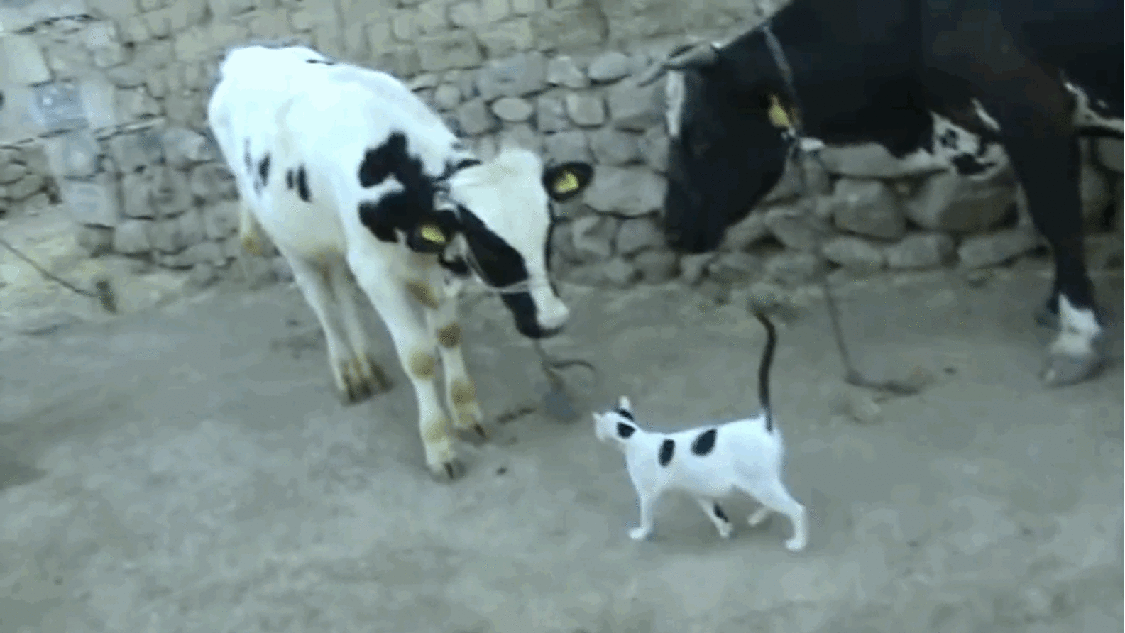 5 Cows And Cats Whose Love Knows No Bounds - The Dodo