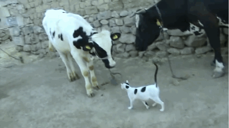 5 Cows And Cats Whose Love Knows No Bounds - The Dodo