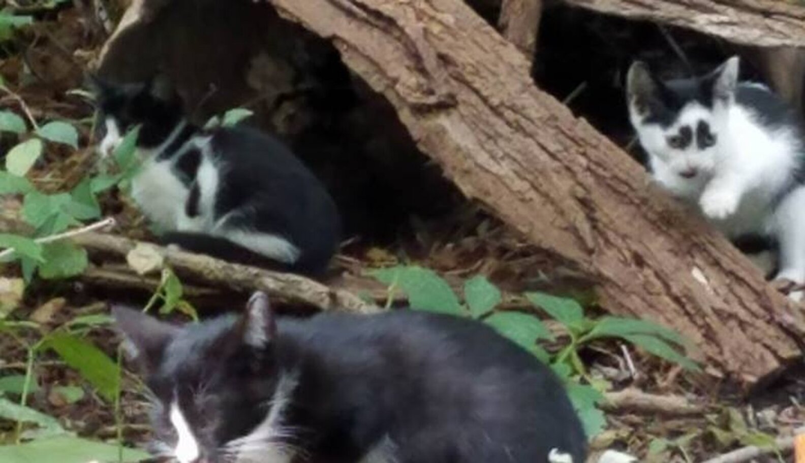 Woman Will Keep Catching Stray Cats In This NYC Park Until They All ...