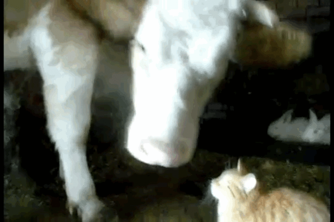5 Cows And Cats Whose Love Knows No Bounds - The Dodo