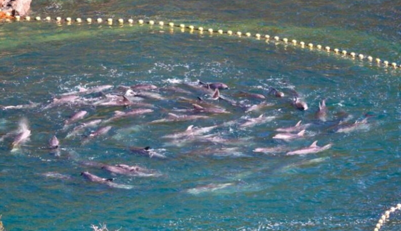 Taiji Watchdog: The Dolphin Hunt Livestream (Warning: Graphic Images ...
