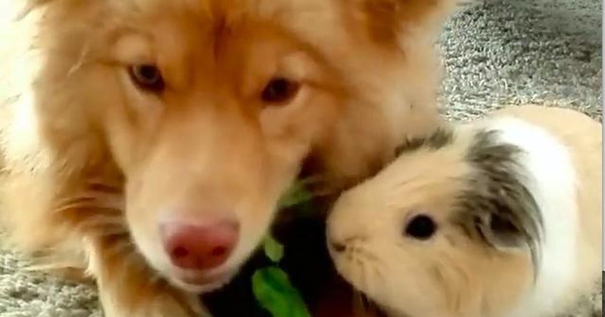 Dog And Guinea Pig Are Unlikely Best Friends - The Dodo