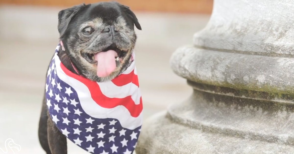 Senior Pug Is 'Running For President' — And Raising A Ton Of Money In ...