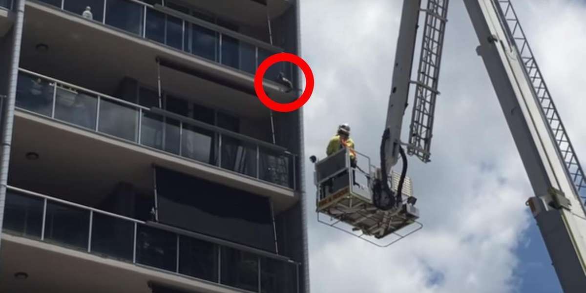 Cat 'Stuck' On Balcony Has Big Surprise For His Rescuers - The Dodo