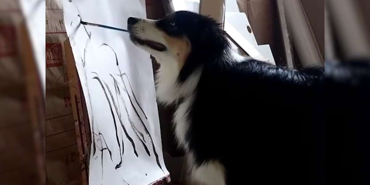 Talented Dog Knows The Most Impressive Tricks - The Dodo