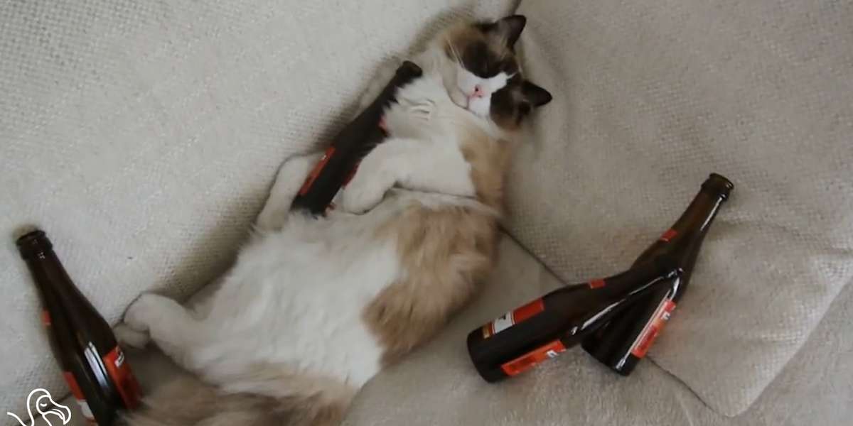 WATCH: How To Get Over Your Hangover (As Told By Cats) - The Dodo
