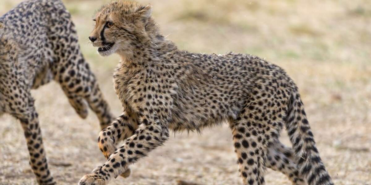 One Of African Farmers' Most Feared Animals Isn't Actually A Major ...