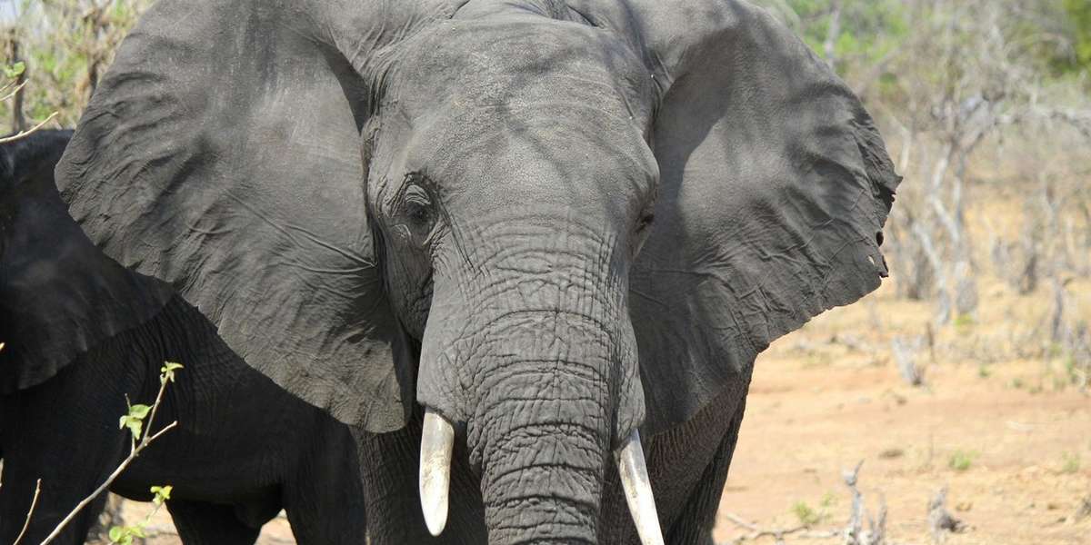 Ivory: From Bush To Market - The Dodo