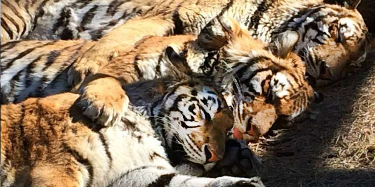 Rescue Tiger Siblings Are So Close They Can't Even Sleep Without Each ...