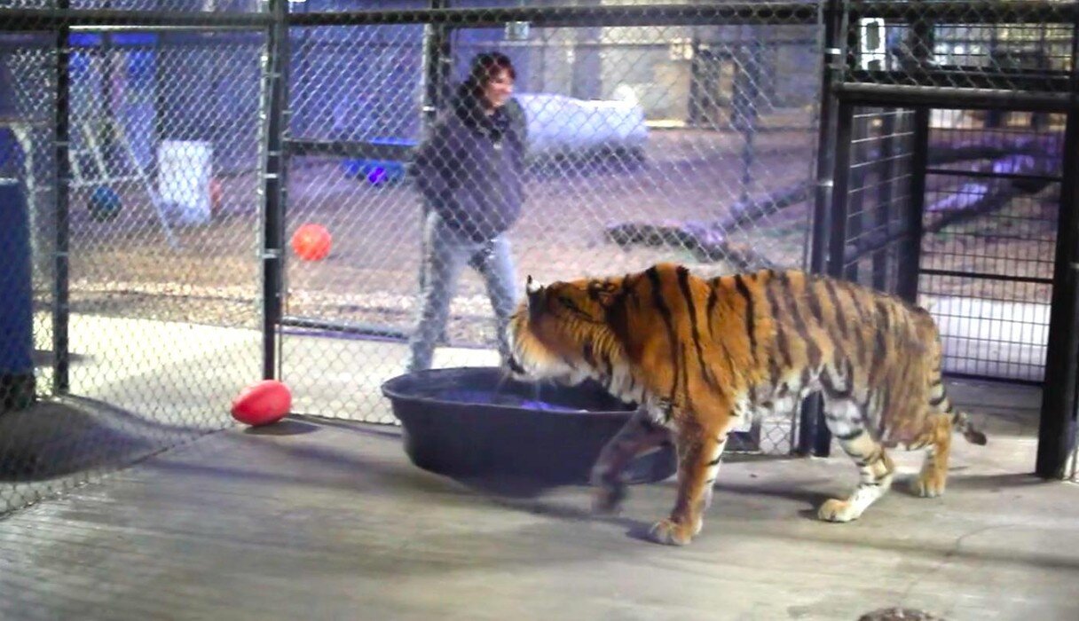 Rescue Tiger Siblings Are So Close They Can't Even Sleep Without Each ...