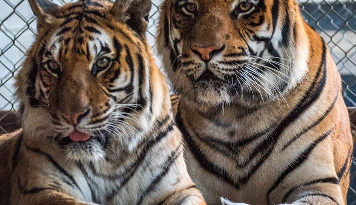 Rescue Tiger Siblings Are So Close They Can't Even Sleep Without Each ...