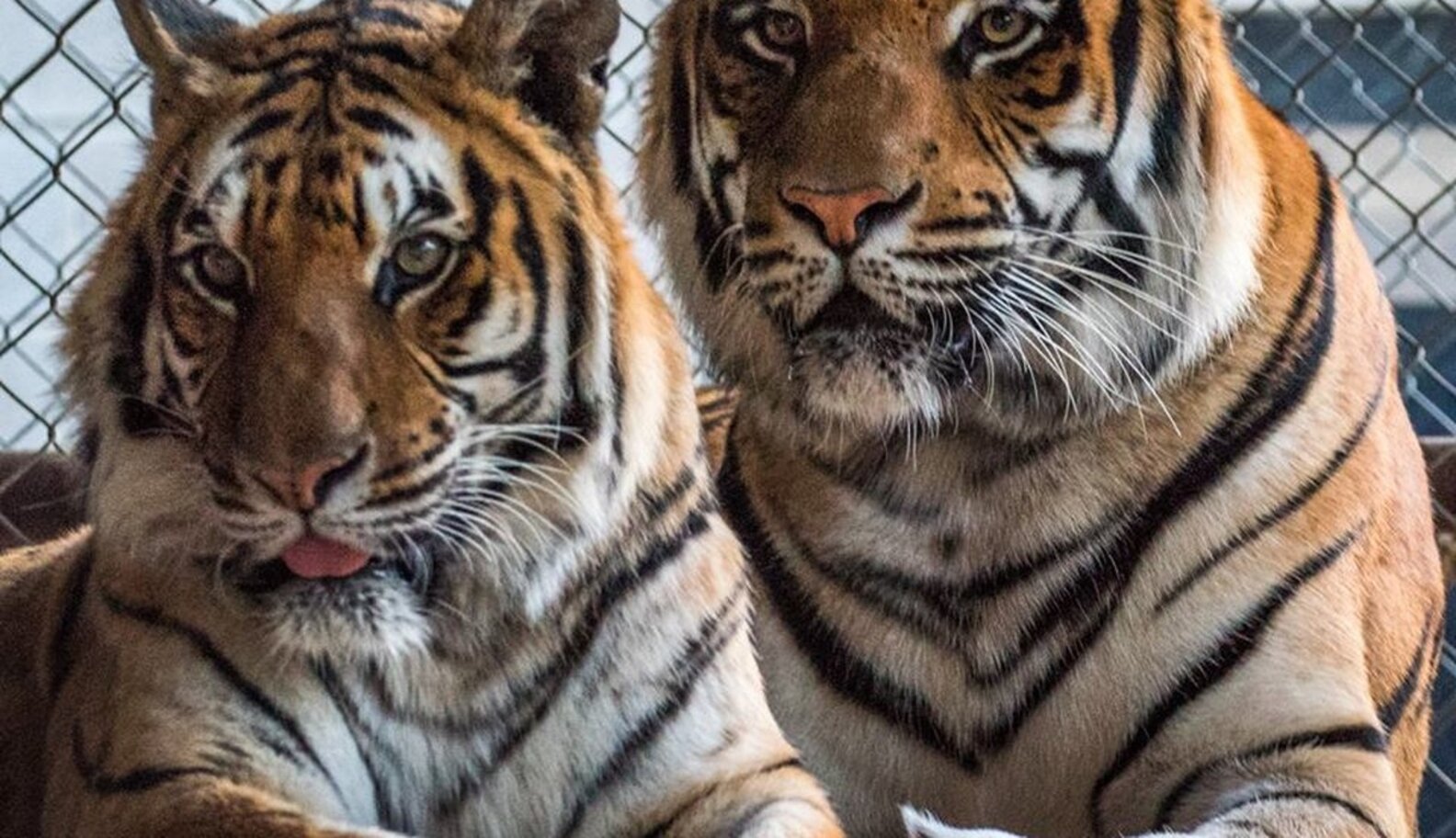 Rescue Tiger Siblings Are So Close They Can't Even Sleep Without Each ...