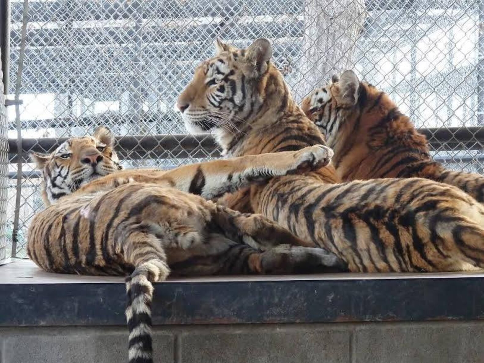 Rescue Tiger Siblings Are So Close They Can't Even Sleep Without Each ...