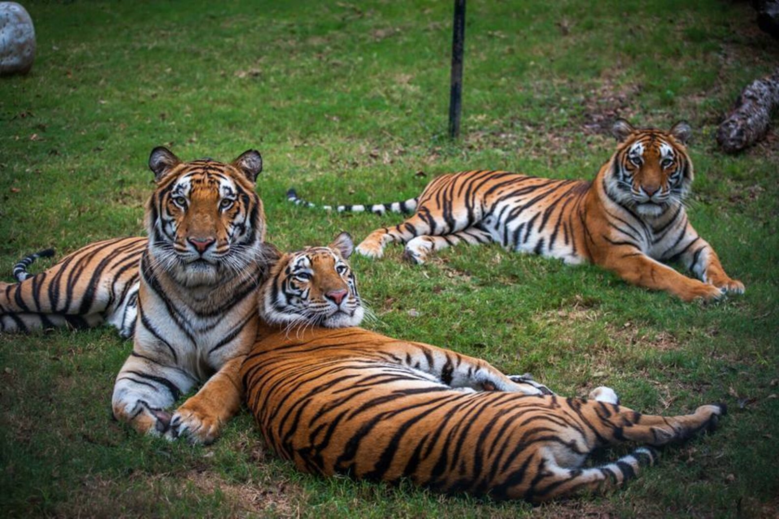 Rescue Tiger Siblings Are So Close They Can't Even Sleep Without Each ...