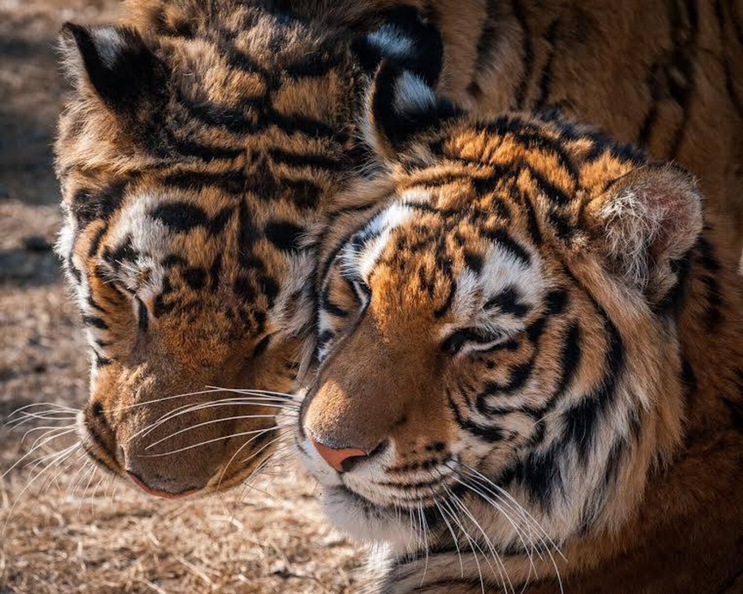Rescue Tiger Siblings Are So Close They Can't Even Sleep Without Each ...