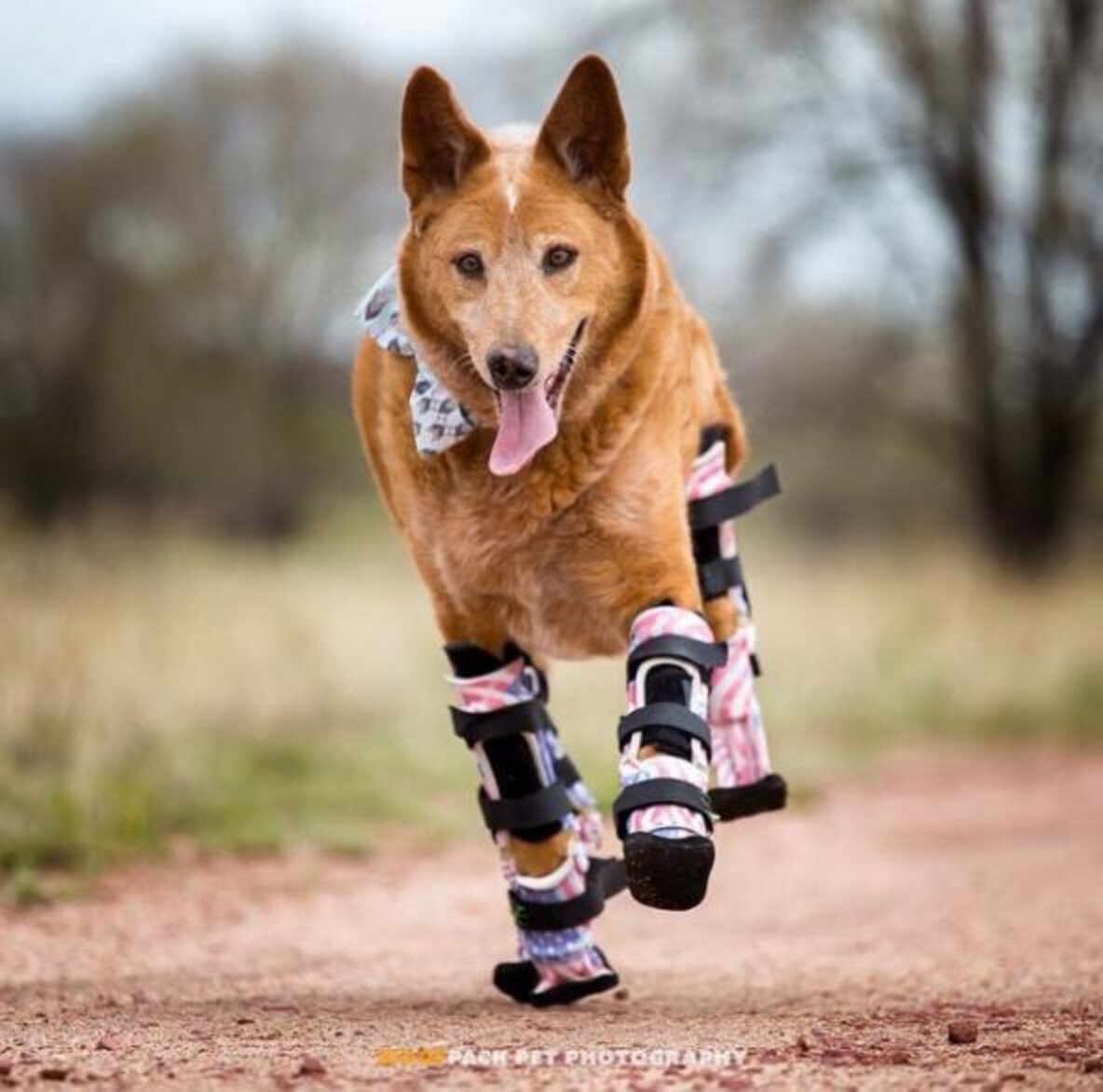 Dog Who Lost His Paws To Frostbite Gets 4 New Legs - The Dodo