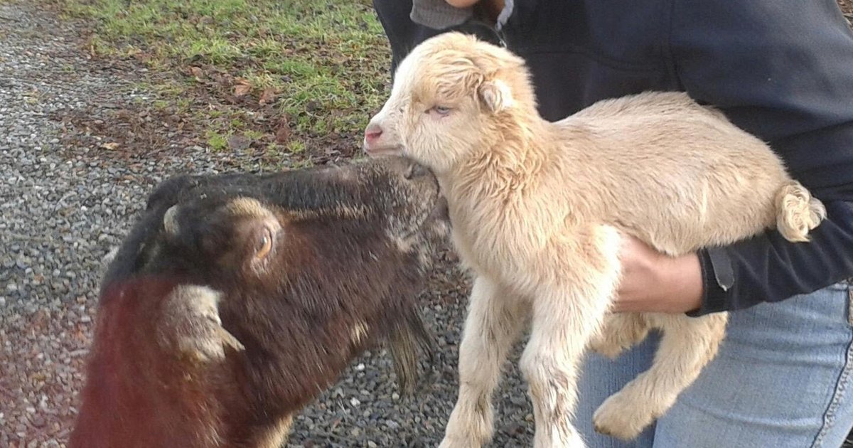 Baby Goat Who Almost Died Is Alive Because Of His Mom - The Dodo