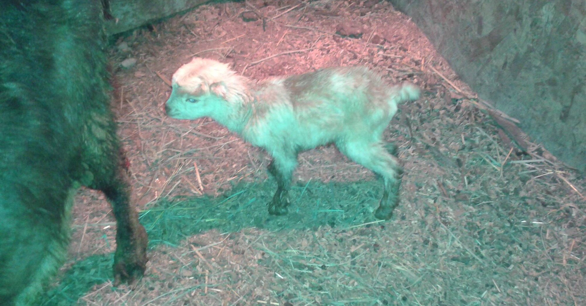 Baby Goat Who Almost Died Is Alive Because Of His Mom - The Dodo
