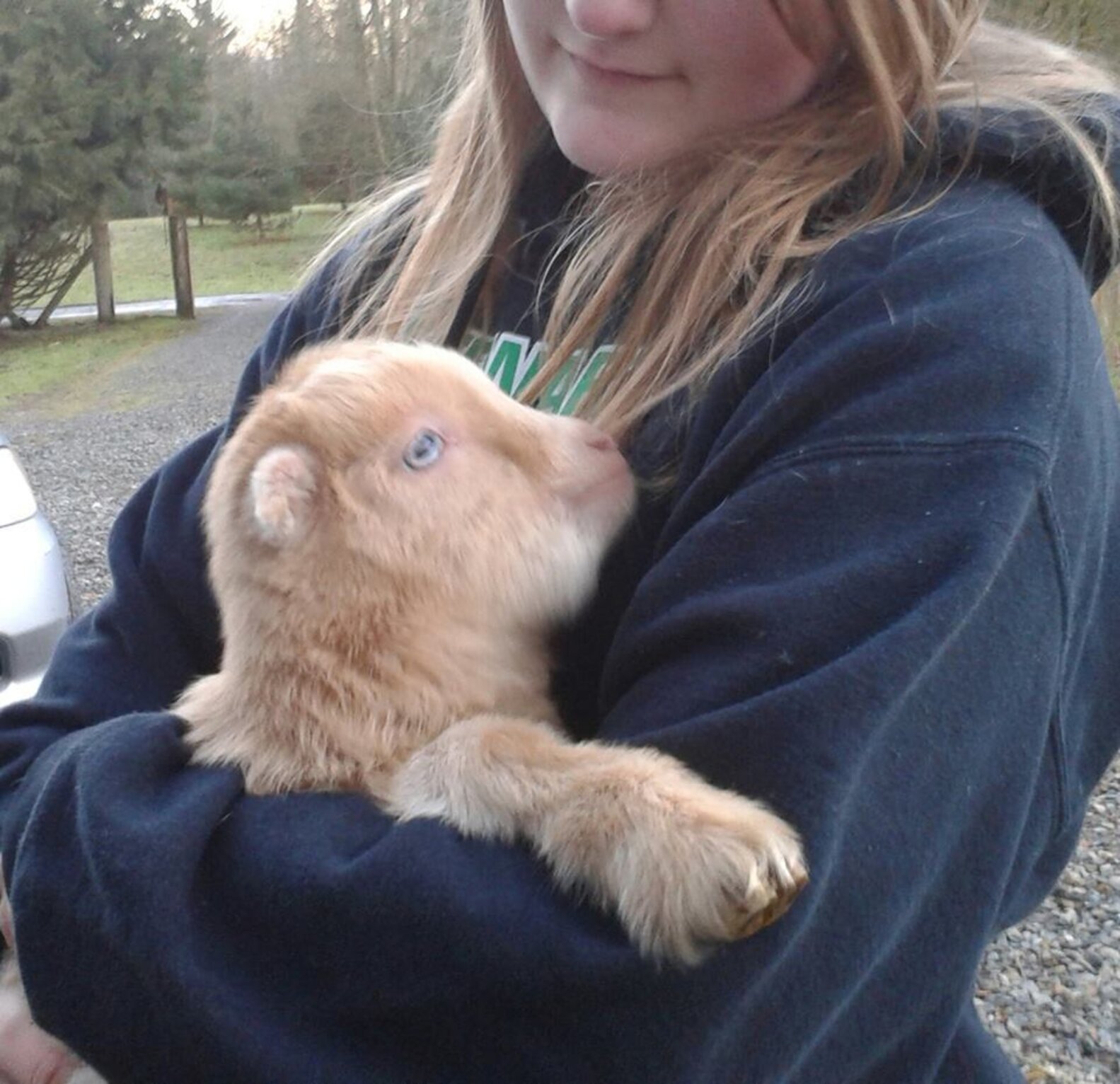 Baby Goat Who Almost Died Is Alive Because Of His Mom - The Dodo