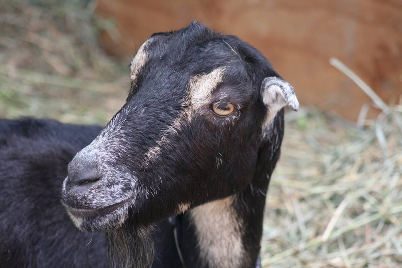 Baby Goat Who Almost Died Is Alive Because Of His Mom - The Dodo