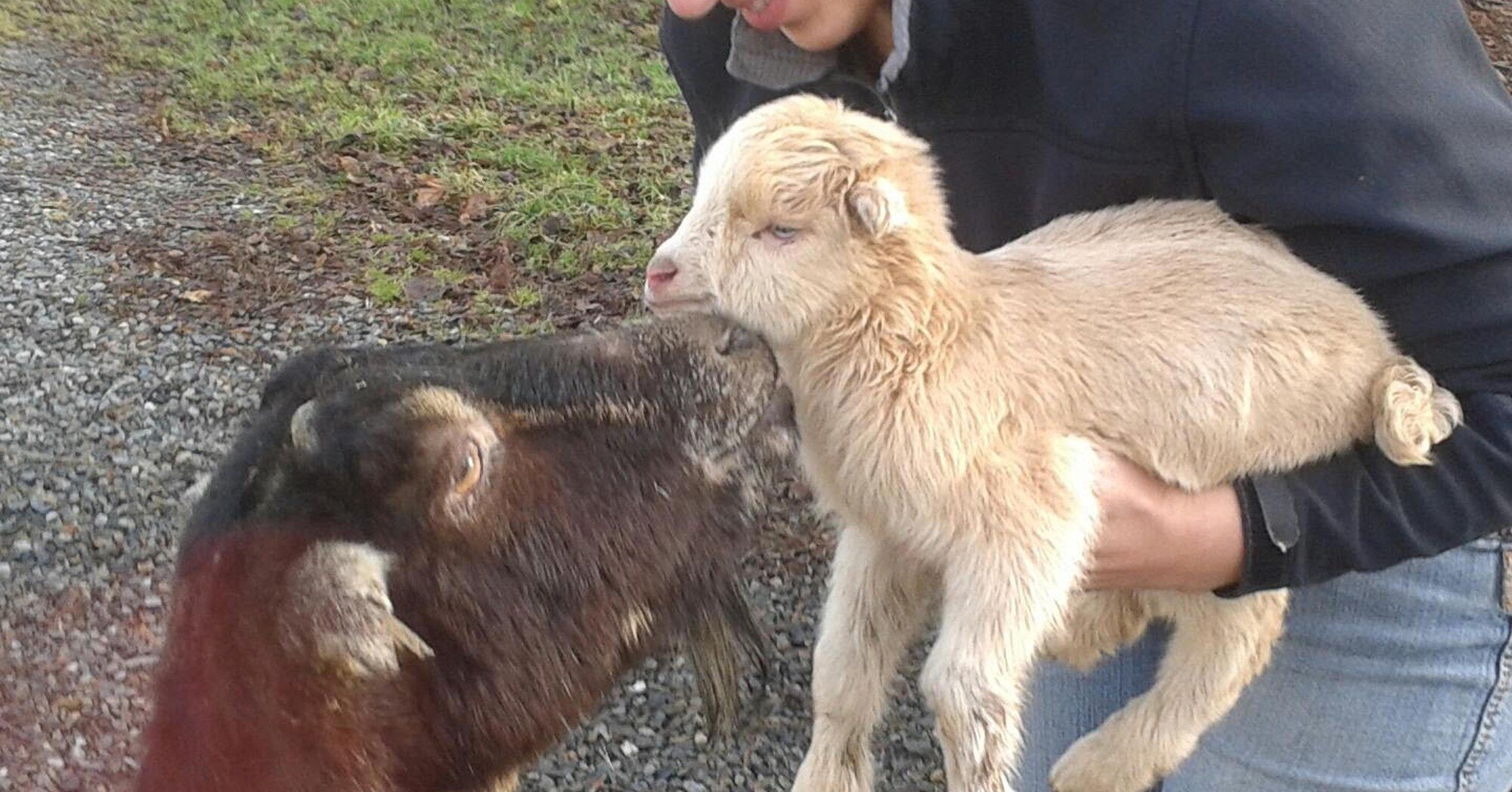 Baby Goat Who Almost Died Is Alive Because Of His Mom - The Dodo