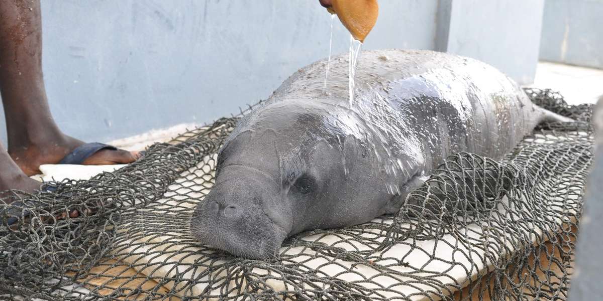 Meet The Man Saving Belize's Manatees, One Baby At A Time - The Dodo