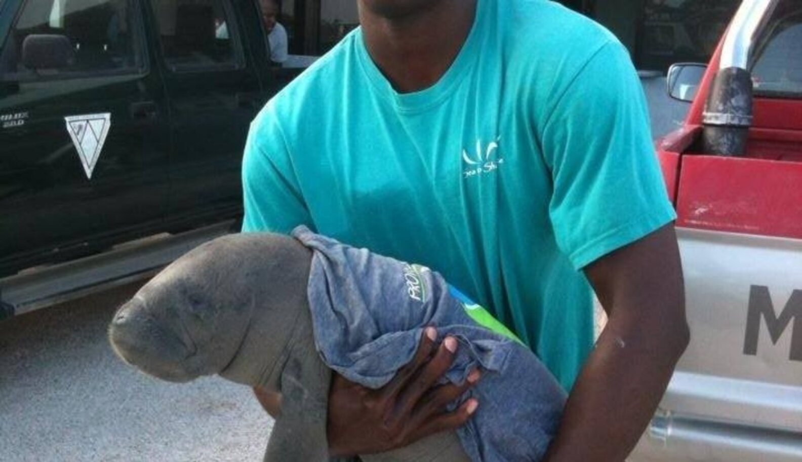 Meet The Man Saving Belize's Manatees, One Baby At A Time - The Dodo