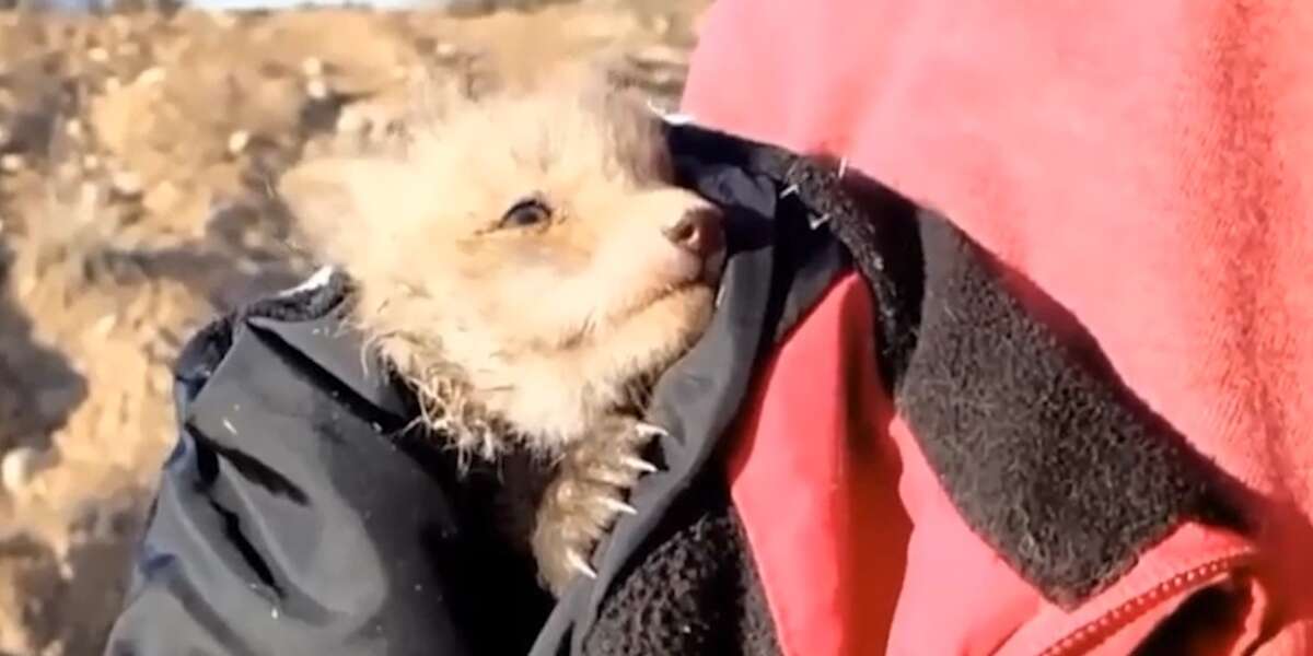 Fox Cub Gets Saved By Just The Right Person - The Dodo