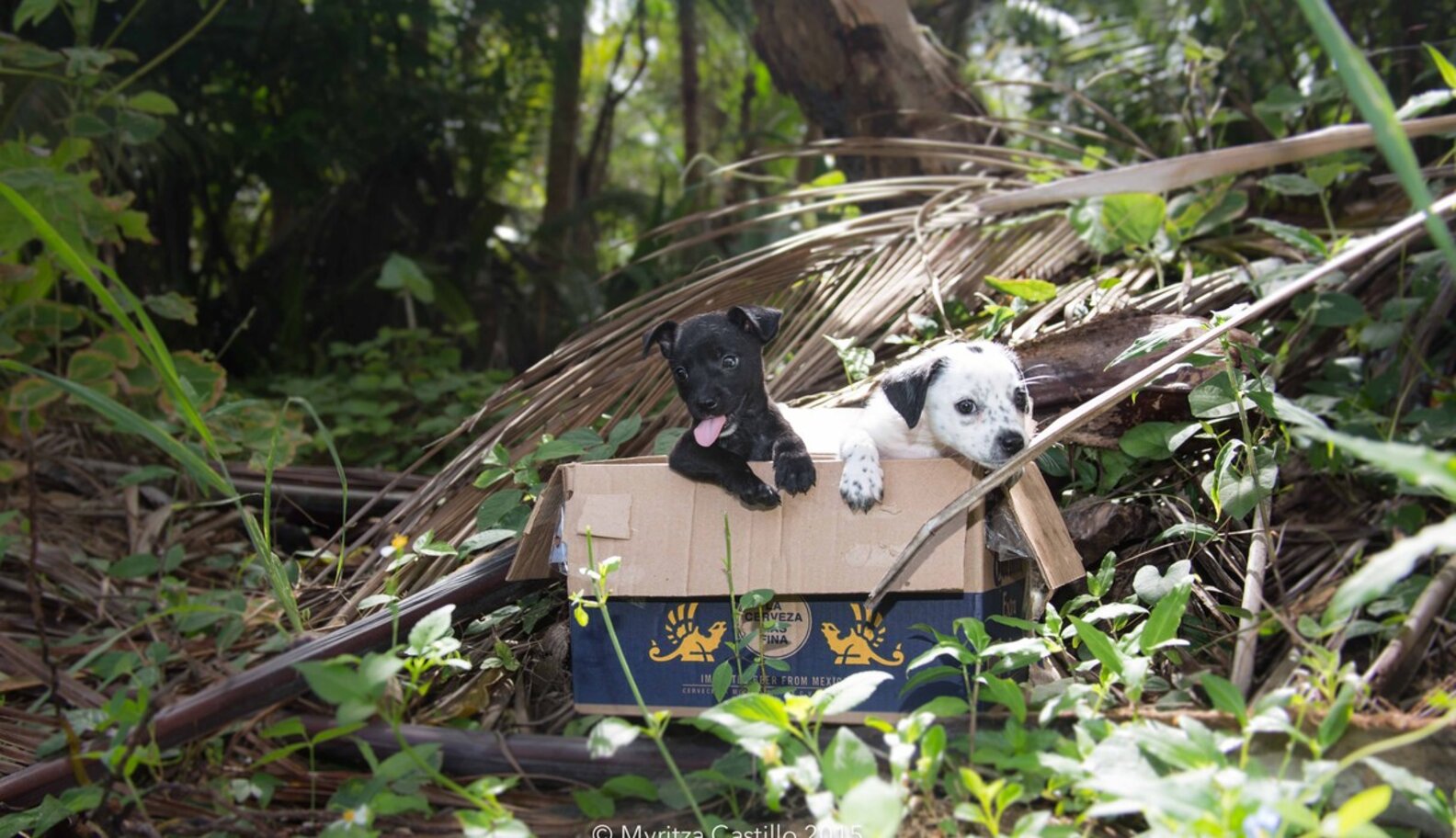 Hundreds Of Unwanted Pets Have Been Dumped On 'Dead Dog Beach' - The Dodo