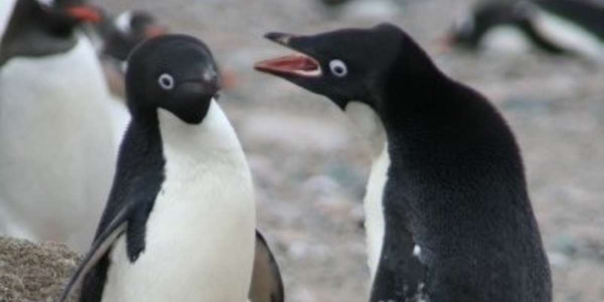 Penguins Steal From Each Other To Keep Their Babies Safe - The Dodo