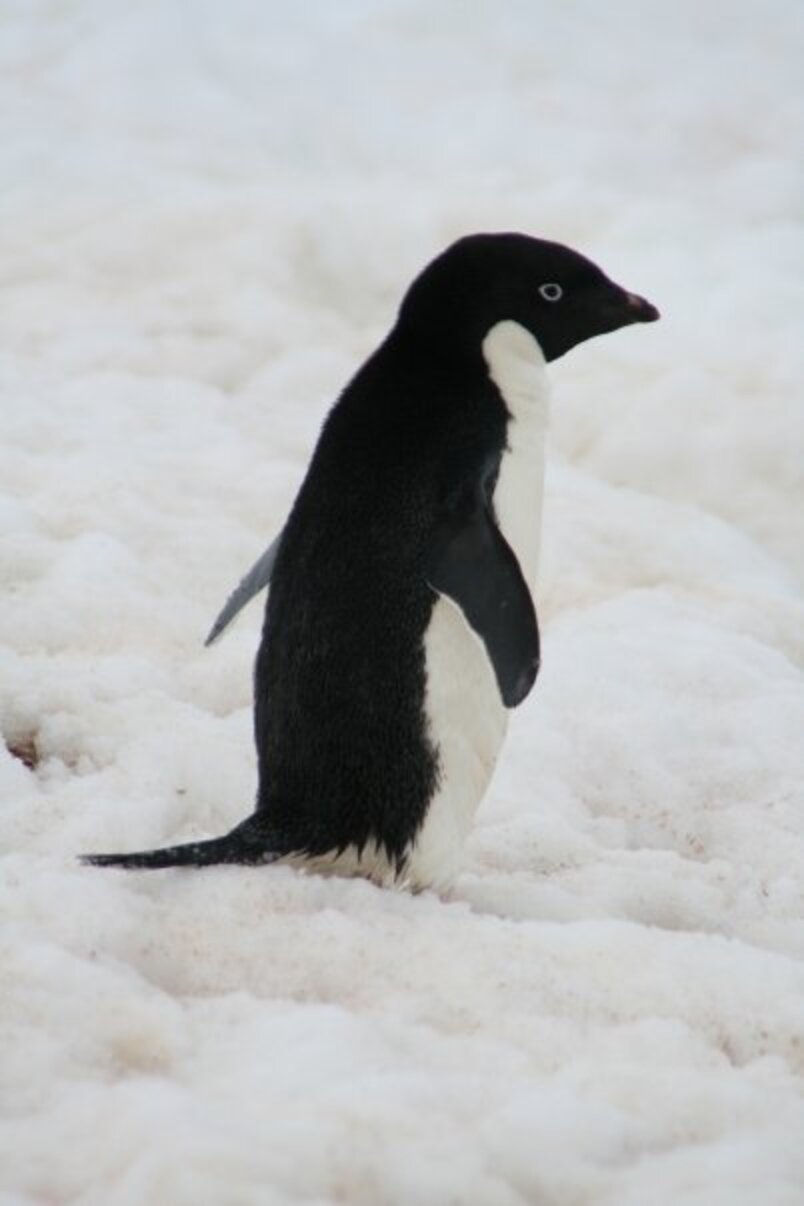 Penguins Steal From Each Other To Keep Their Babies Safe - The Dodo