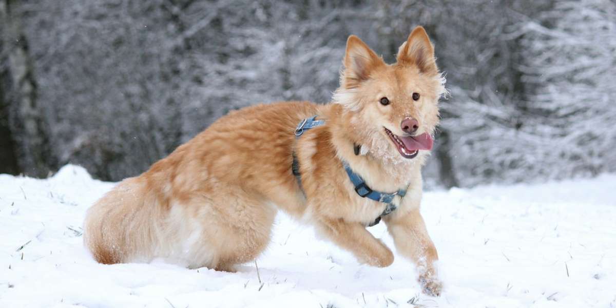 How To Help Your Pet Weather The Arctic Chill - The Dodo