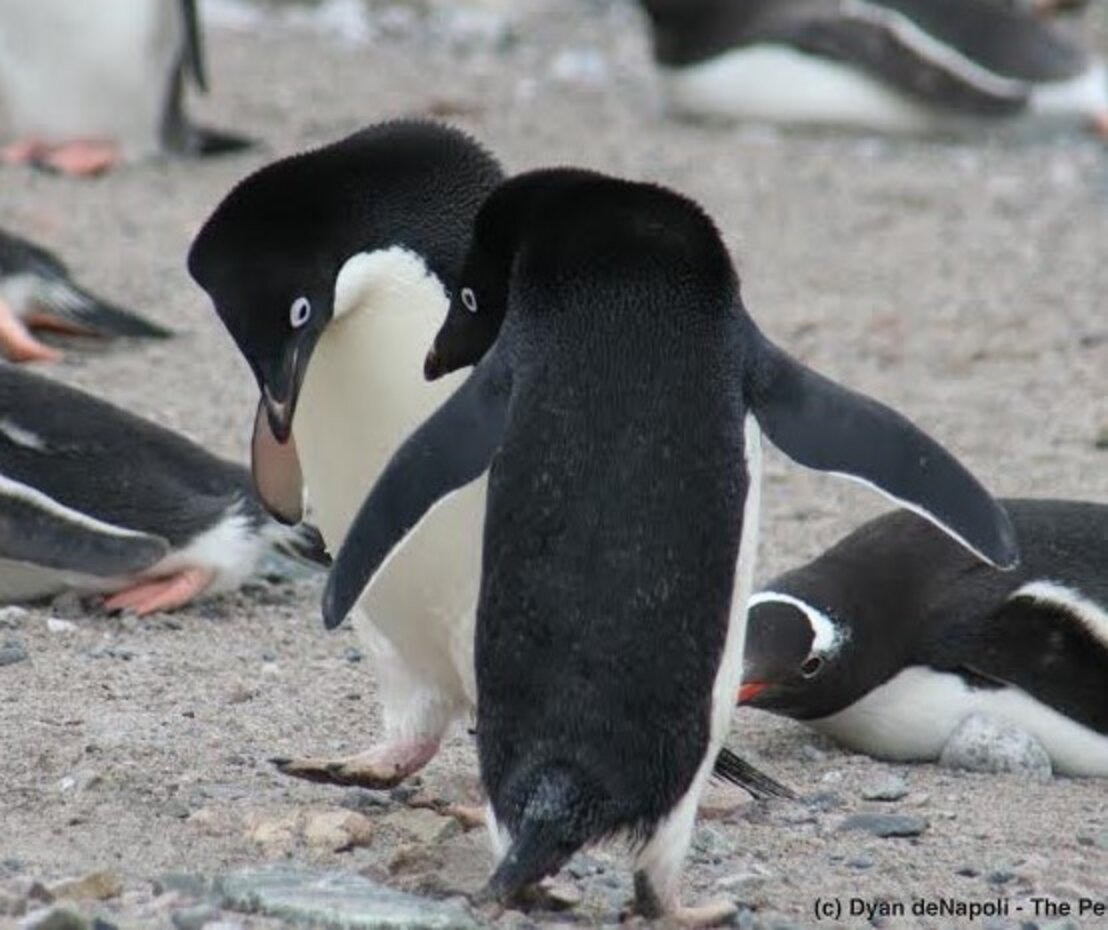 Penguins Steal From Each Other To Keep Their Babies Safe - The Dodo