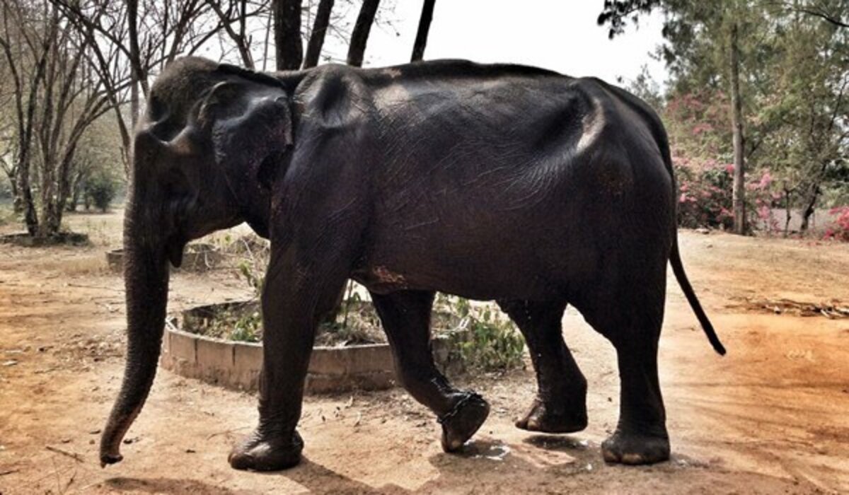 Photos Show A Rescued Elephant Totally Transformed By Love - The Dodo